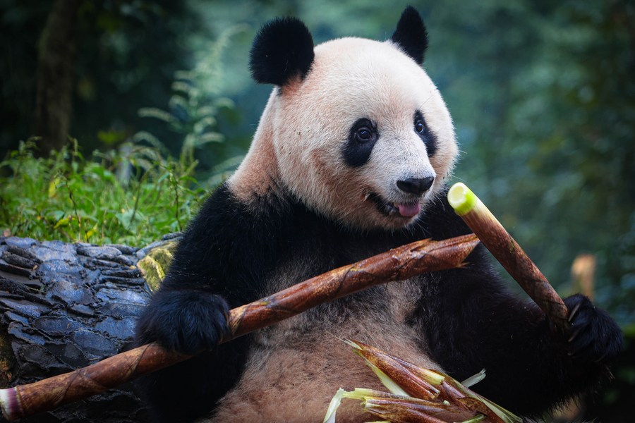 Animal Nacional De China Bao Bao Regresa A China Luego De 3 Años En