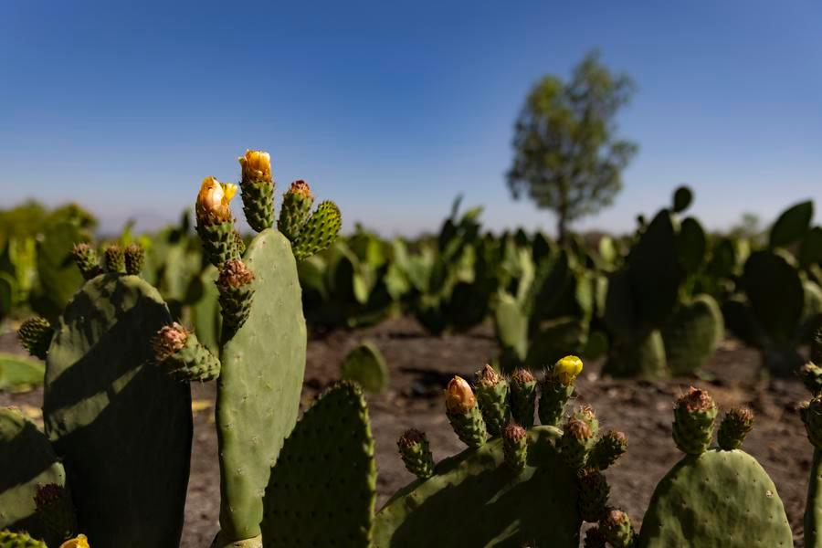 (Multimedia) Especial: El nopal se alza en México como verdadero tesoro ...