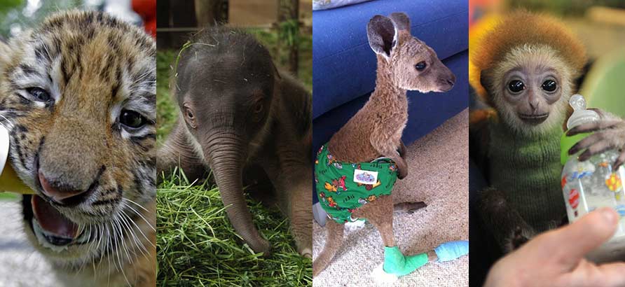 Imágenes de animales tiernos de bebés - Imagui